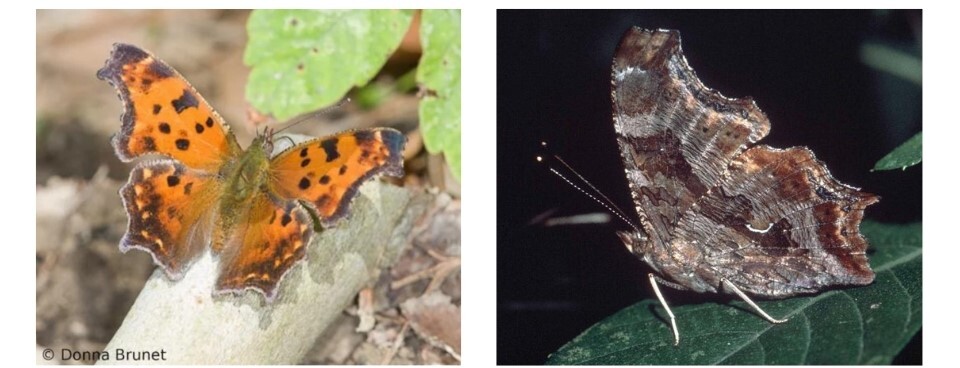 Early Butterfly Gets the Sap! - - Chikaming Open Lands