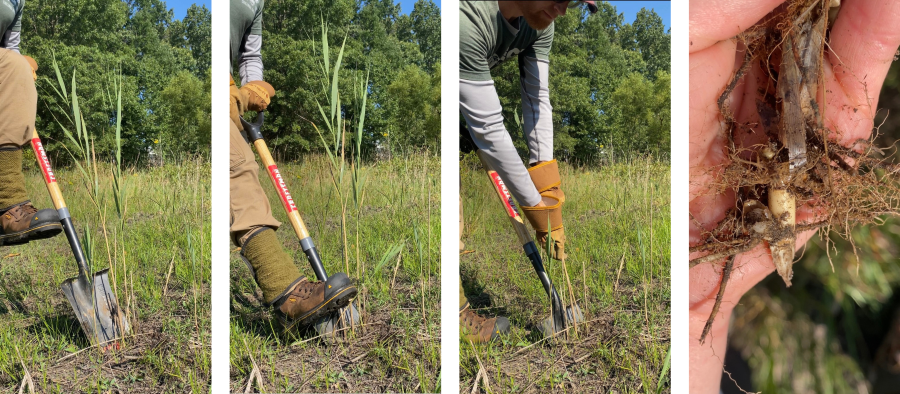 Managing the Lean, Green, Invasive Machine: Phragmites australis ...