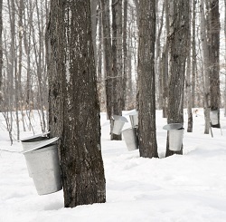 'Tis the Season for Sweet, Liquid Gold! - - Chikaming Open Lands