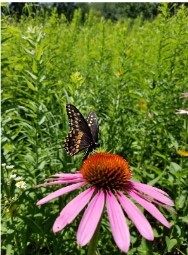 Conservation Corner: Michigan's Pollinators - - Chikaming Open Lands