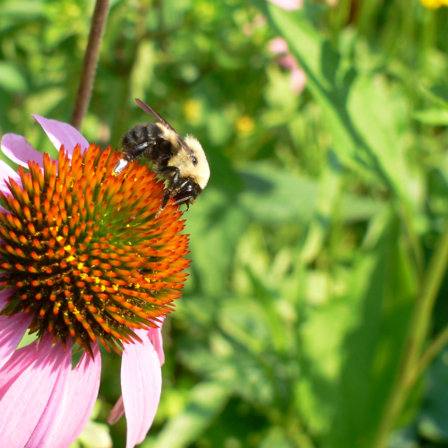 Operation Pollinator Buffer Strip - - Chikaming Open Lands