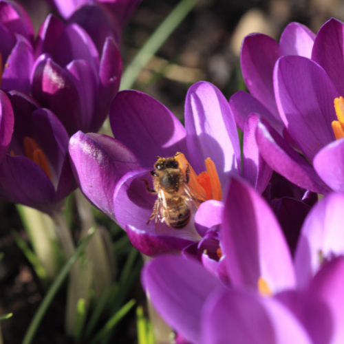 Spring Flowers 101: Early Blooms and Pollinators - - Chikaming Open Lands