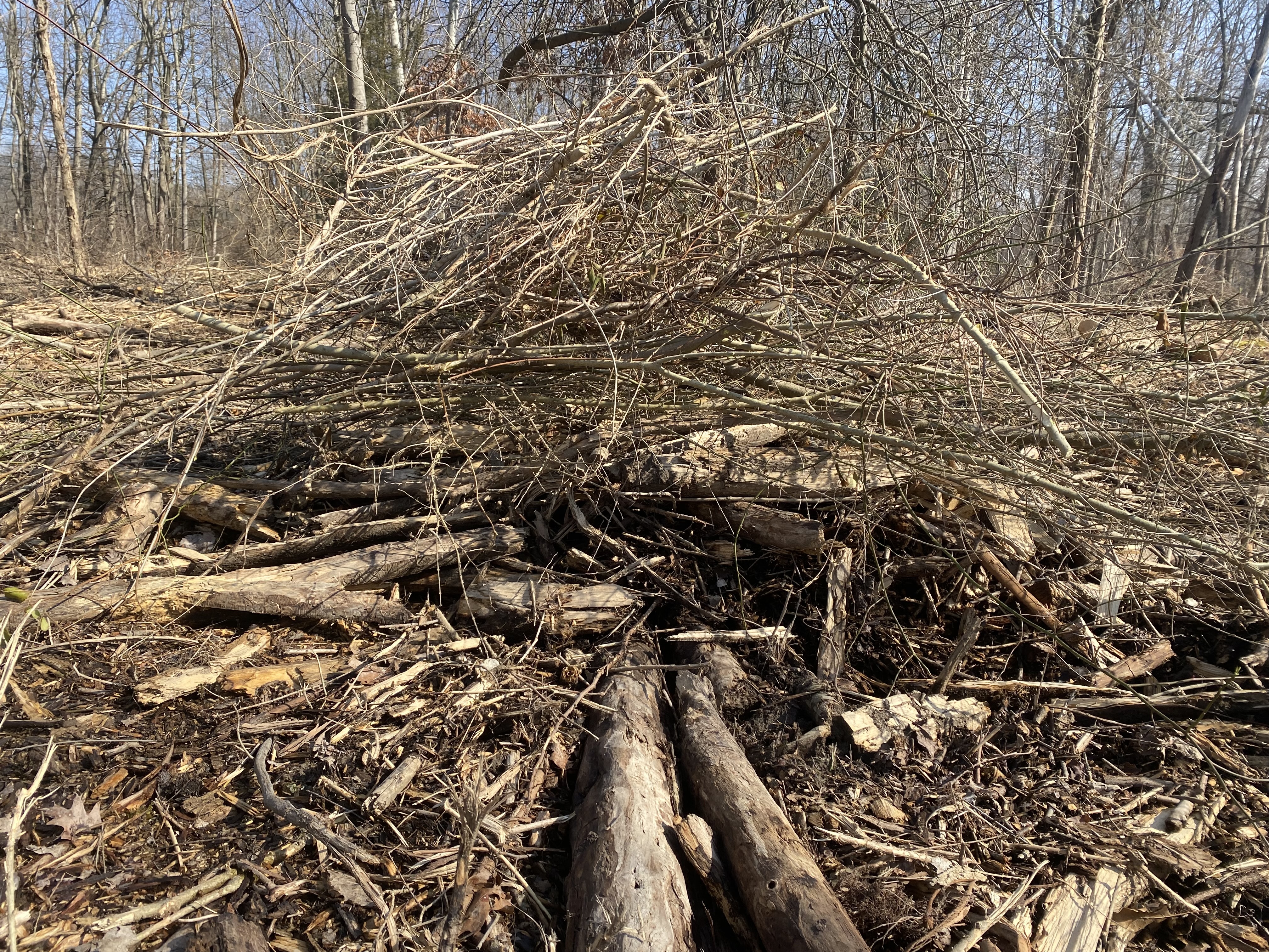 That's One Good Looking Pile of Sticks! - - Chikaming Open Lands