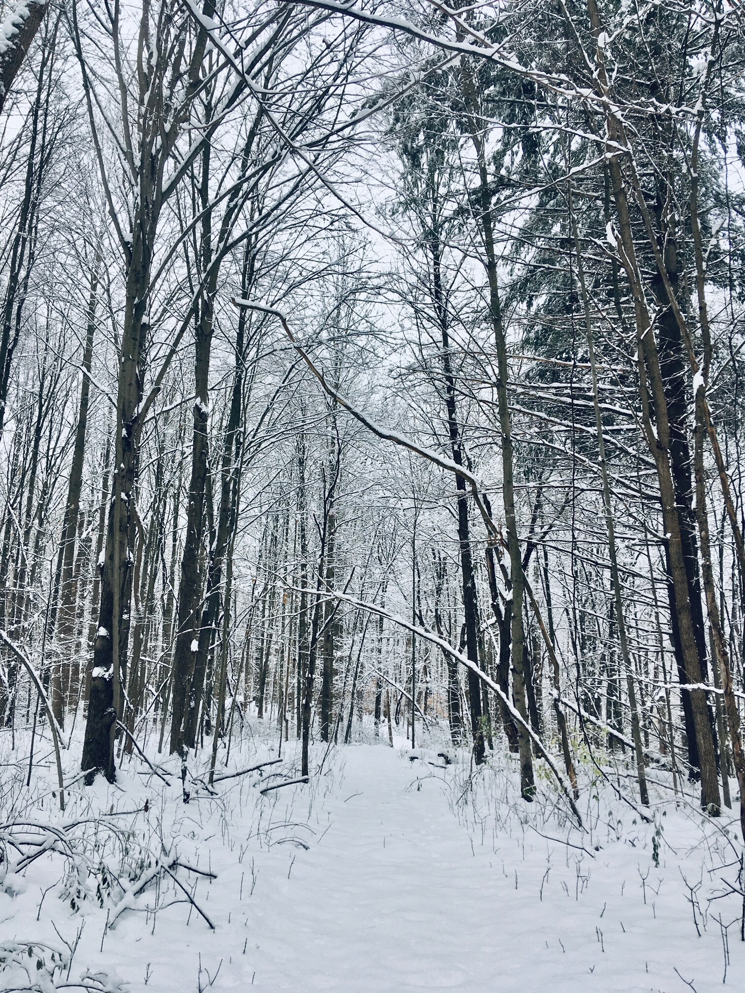 Myron Perlman Nature Preserve - - Chikaming Open Lands